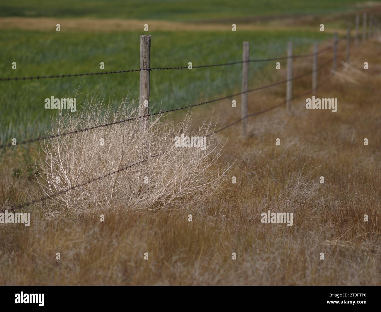 Barbed wire fence farm 1930s hi-res stock photography and images - Alamy