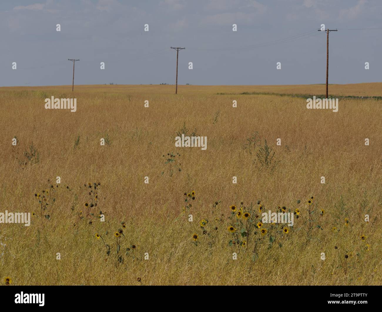 Power Poles - Orkney, Saskatchewan, Canada Stock Photo - Alamy