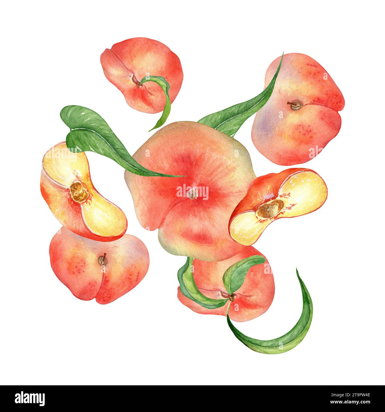 Fresh ripe chines fig peaches and leaves falling in the air watercolor ...