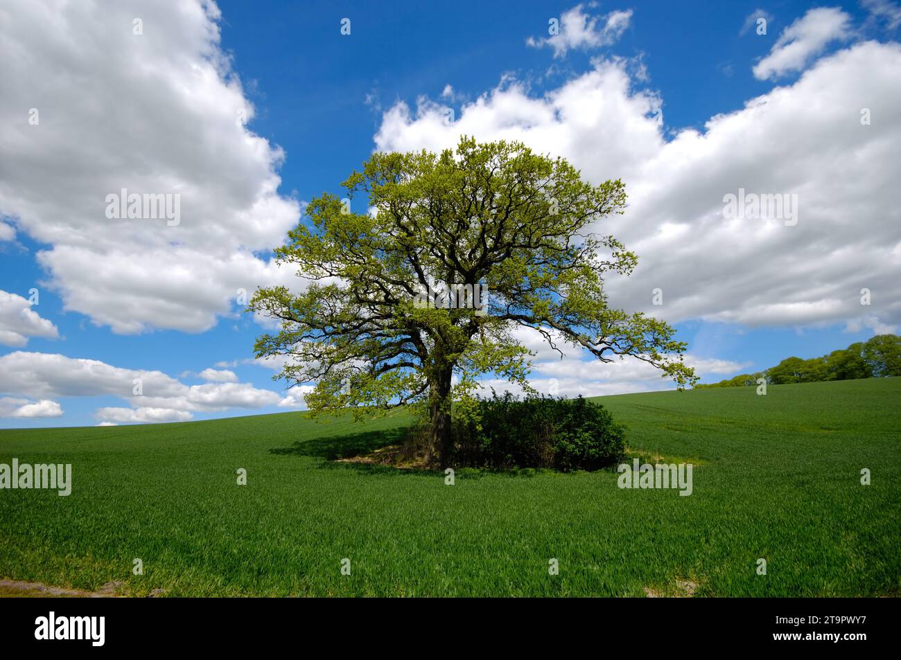 Landscape with a tree on a hill. The sky is blue with white clouds ...