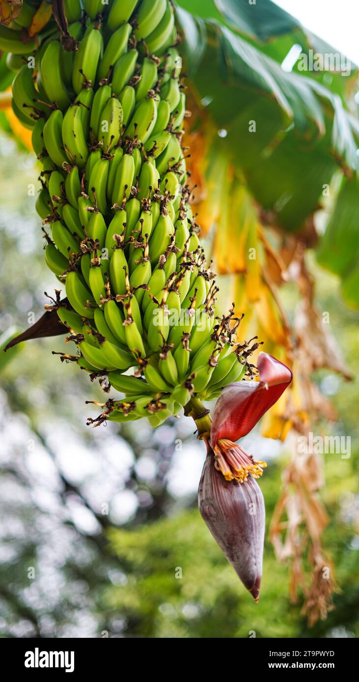 Bunch of bananas hanging from a tree, Banana tree with a bunch of ...