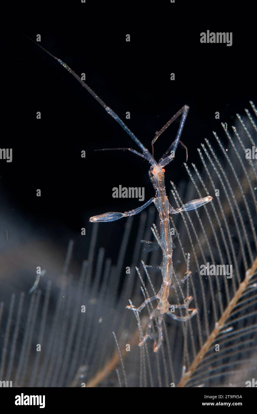 Red stripe skeleton shrimp hi-res stock photography and images - Alamy