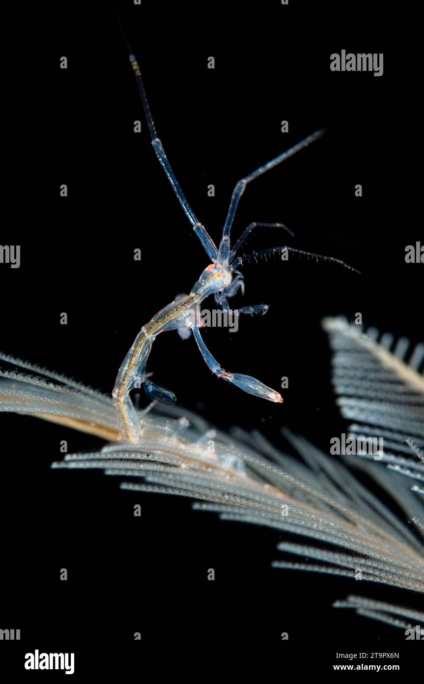 Red stripe skeleton shrimp hi-res stock photography and images - Alamy