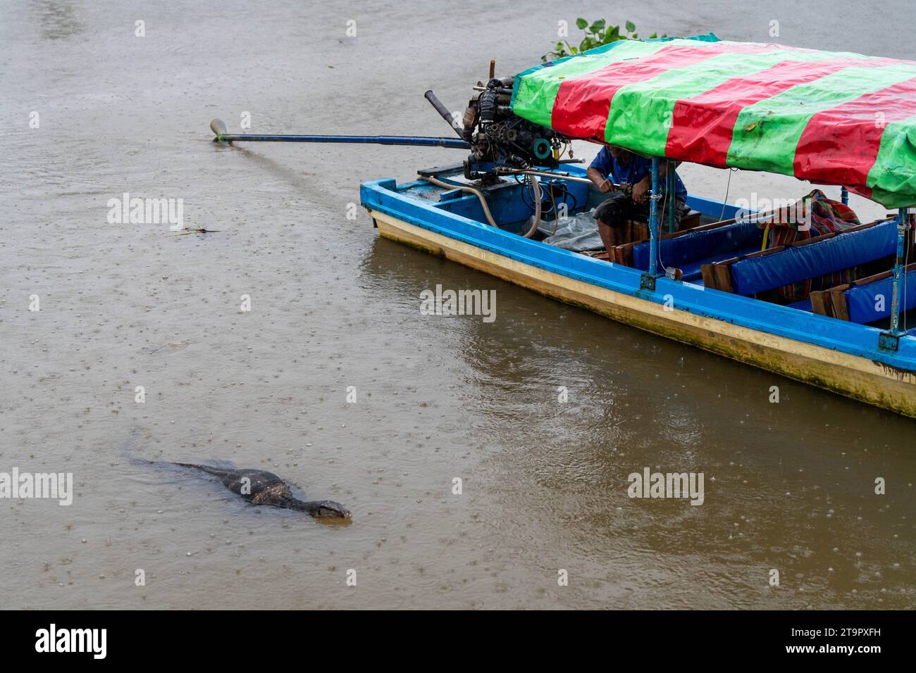 Thailand. 27th Nov, 2023. A water monitor lizard swims in the Tapi River during heavy rainfall ...