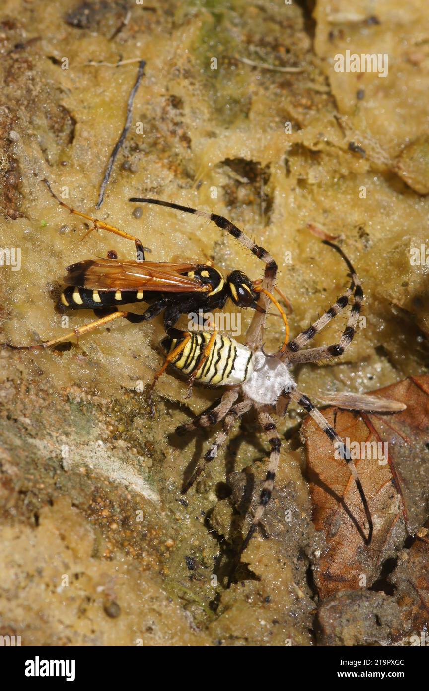 Batozonellus lacerticida hi-res stock photography and images - Alamy