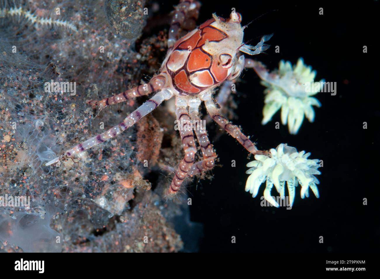 Pom-pom Crab, Lybia tesselata, with eggs holding Anemones, Triactis ...