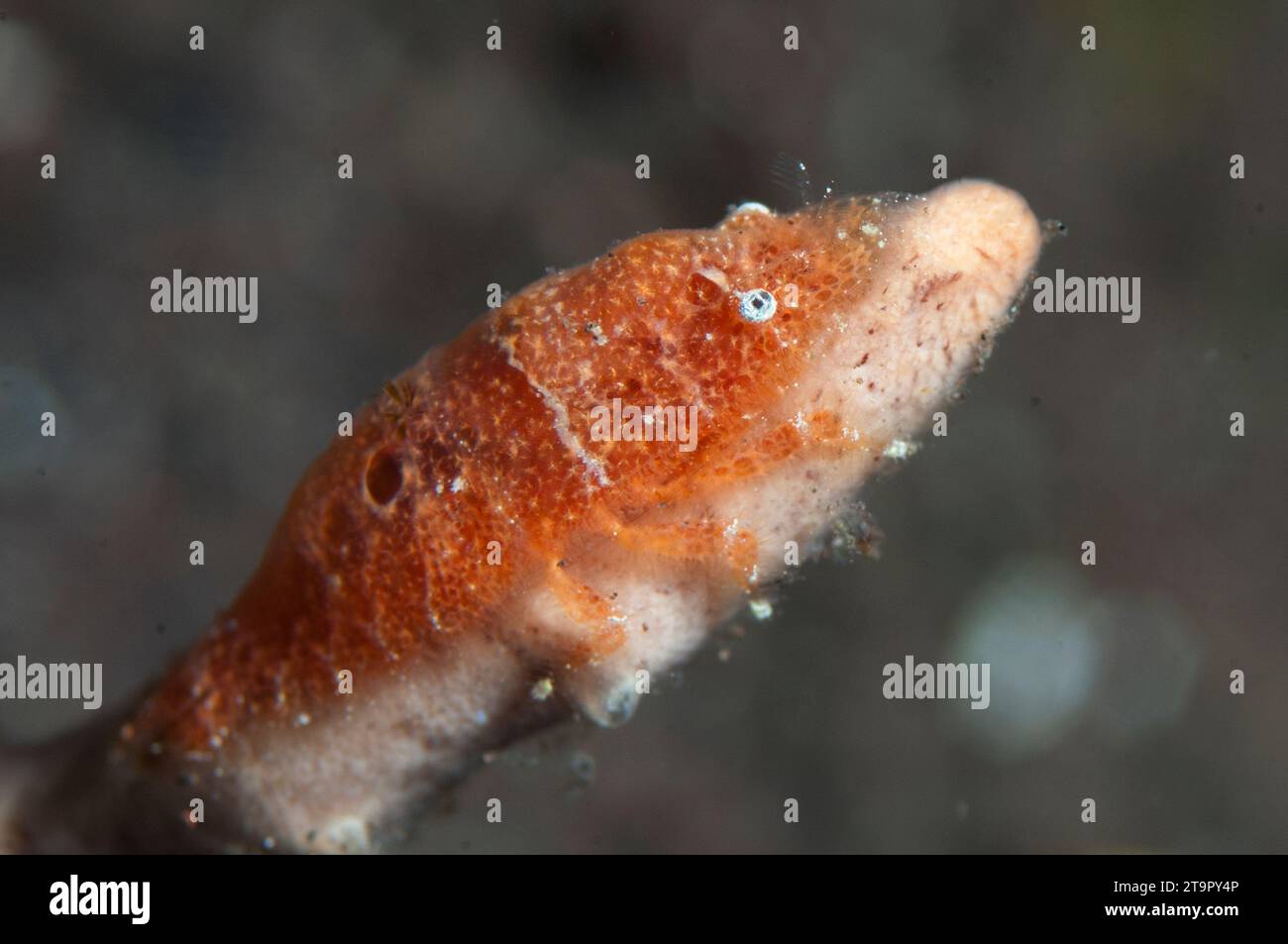 Cryptic Sponge Shrimp, Gelastocaris paronae, camouflaged on sponge ...