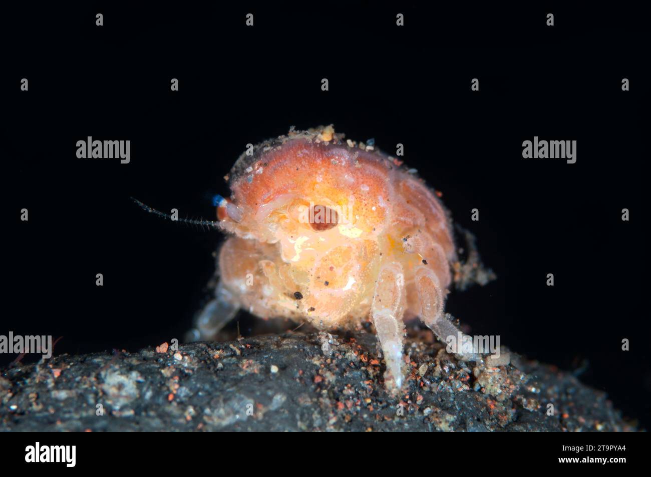 Post-larvae Crab Megalopa, Brachyura Infraorder, Seraya House Reef dive ...