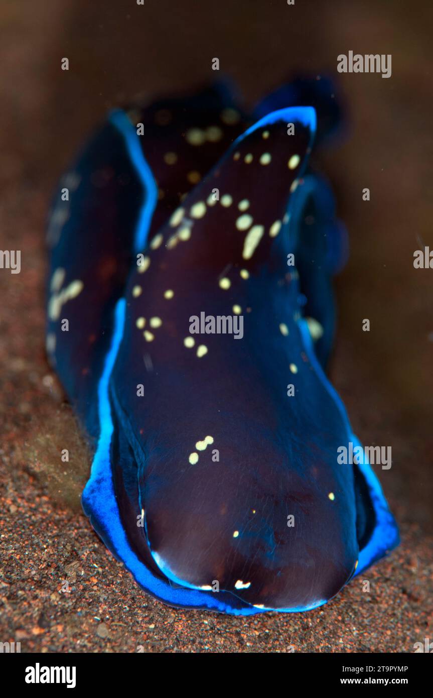 Blue lined philinopsis philinopsis speciosa hi-res stock photography ...