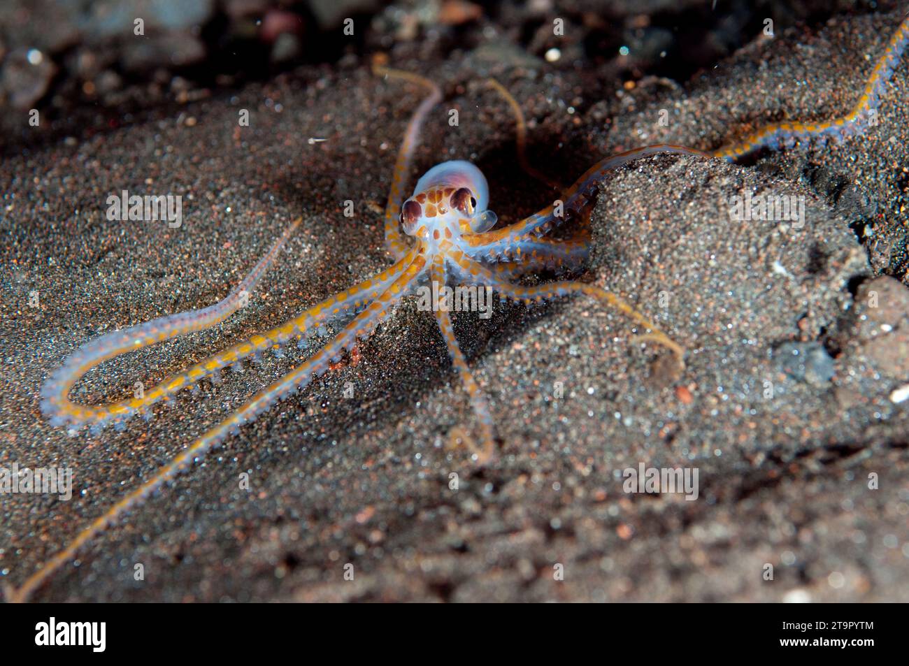 Pelagic octopus hi-res stock photography and images - Alamy