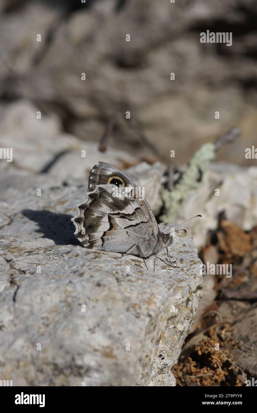 Natural vertical closeup on a Mediterranean striped Grayling Hipparchia ...