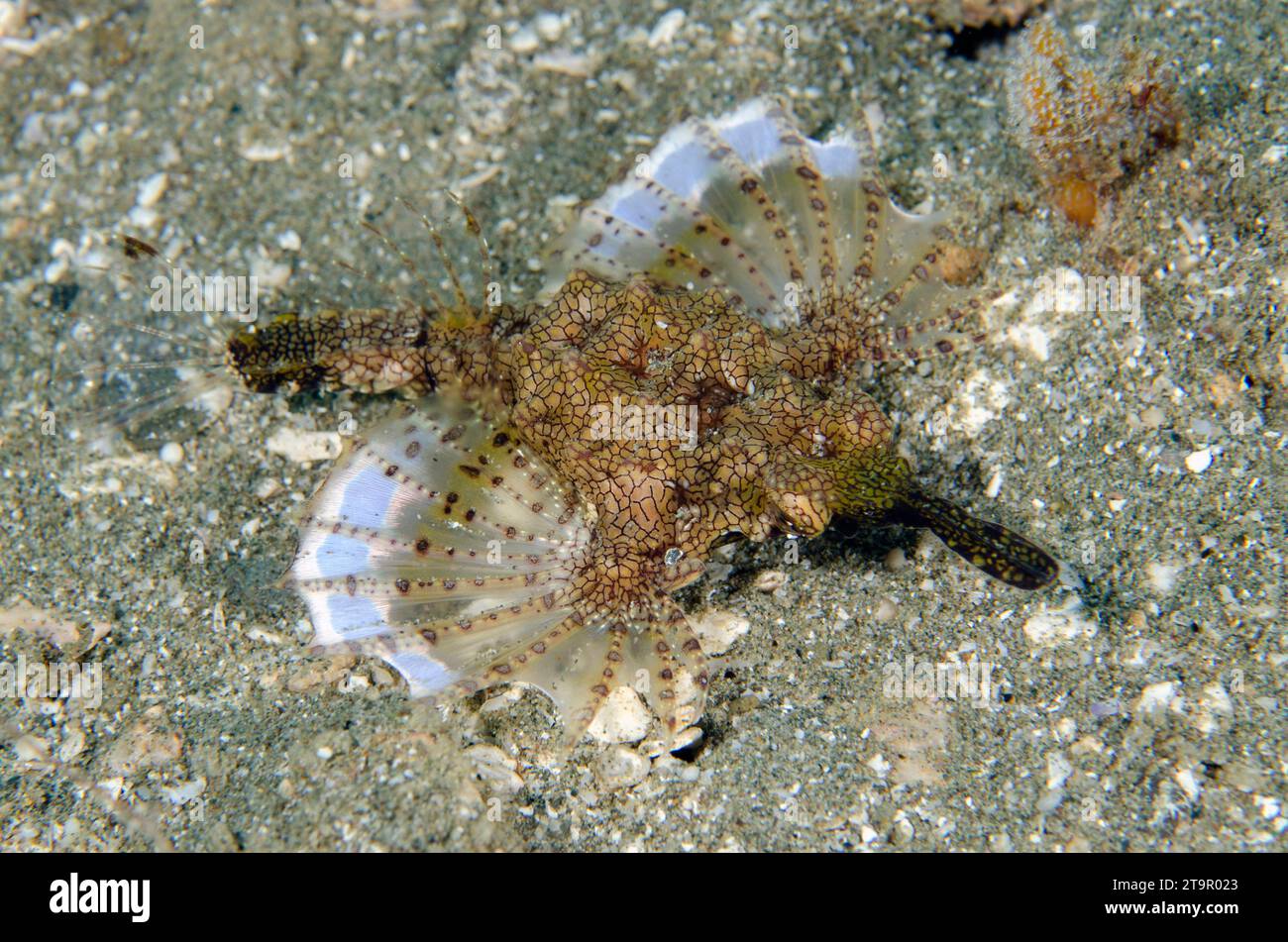 Pegasus Seamoth, Eurypegasus draconis, Laha dive site, Ambon, Maluku ...