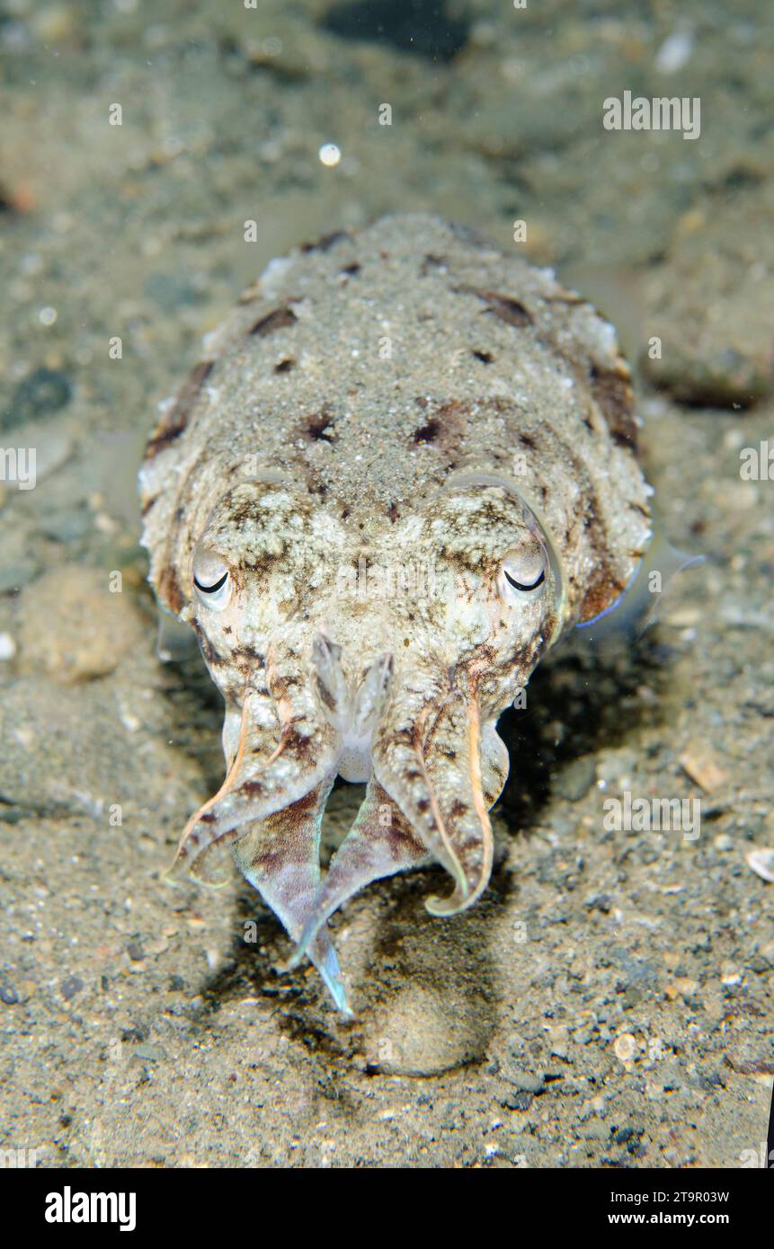 Crinoid Cuttlefish, Sepia sp, Laha dive site, Ambon, Maluku, Indonesia ...
