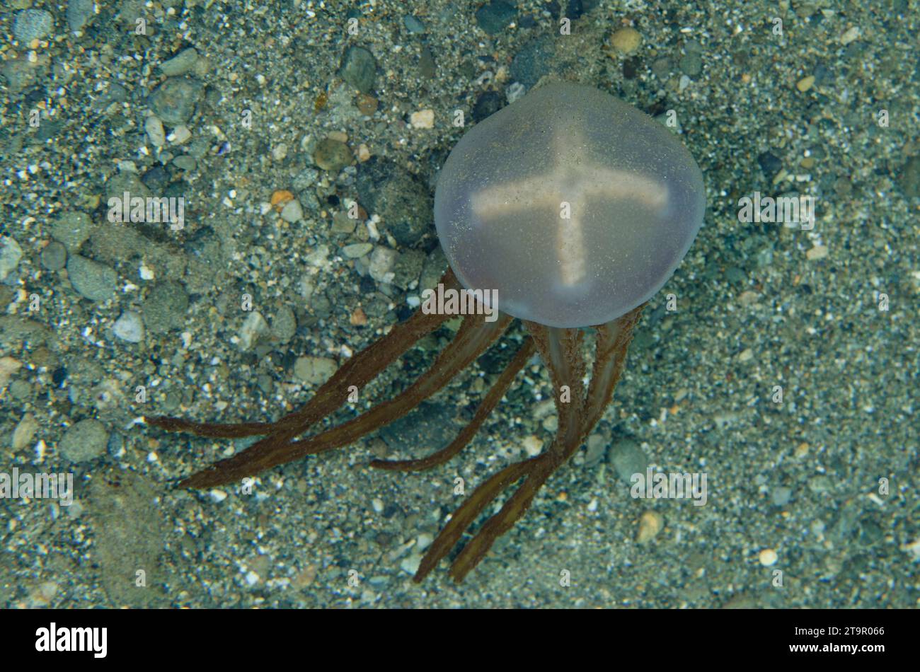 True Jellyfish, Thysanostoma thysanura, Laha dive site, Ambon, Maluku ...