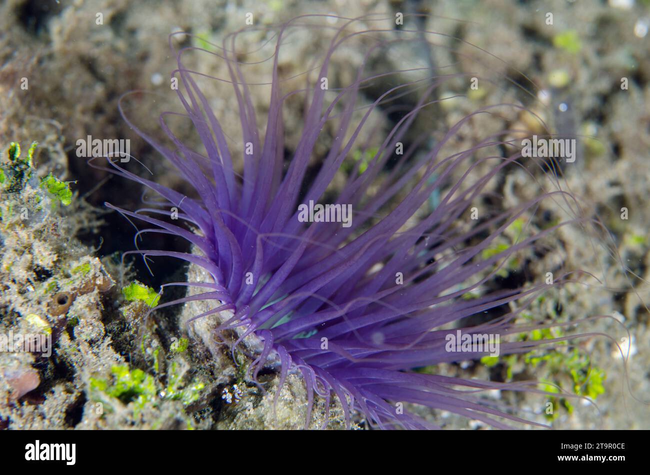 Tube Anemone, Cerianthus sp, Laha dive site, Ambon, Maluku, Indonesia ...