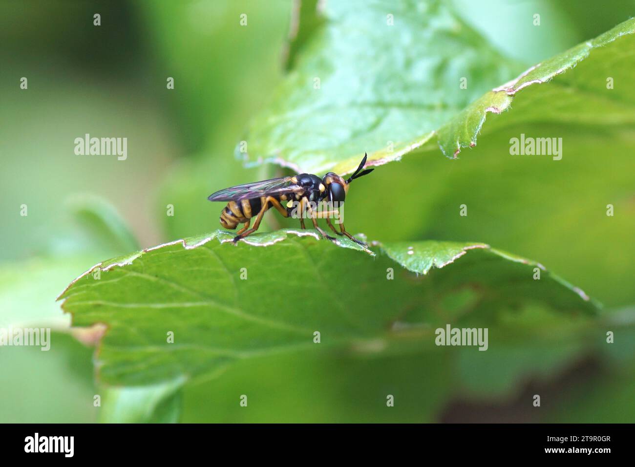 Closeup of a female Thick-headed fly Leopoldius brevirostris. Family ...