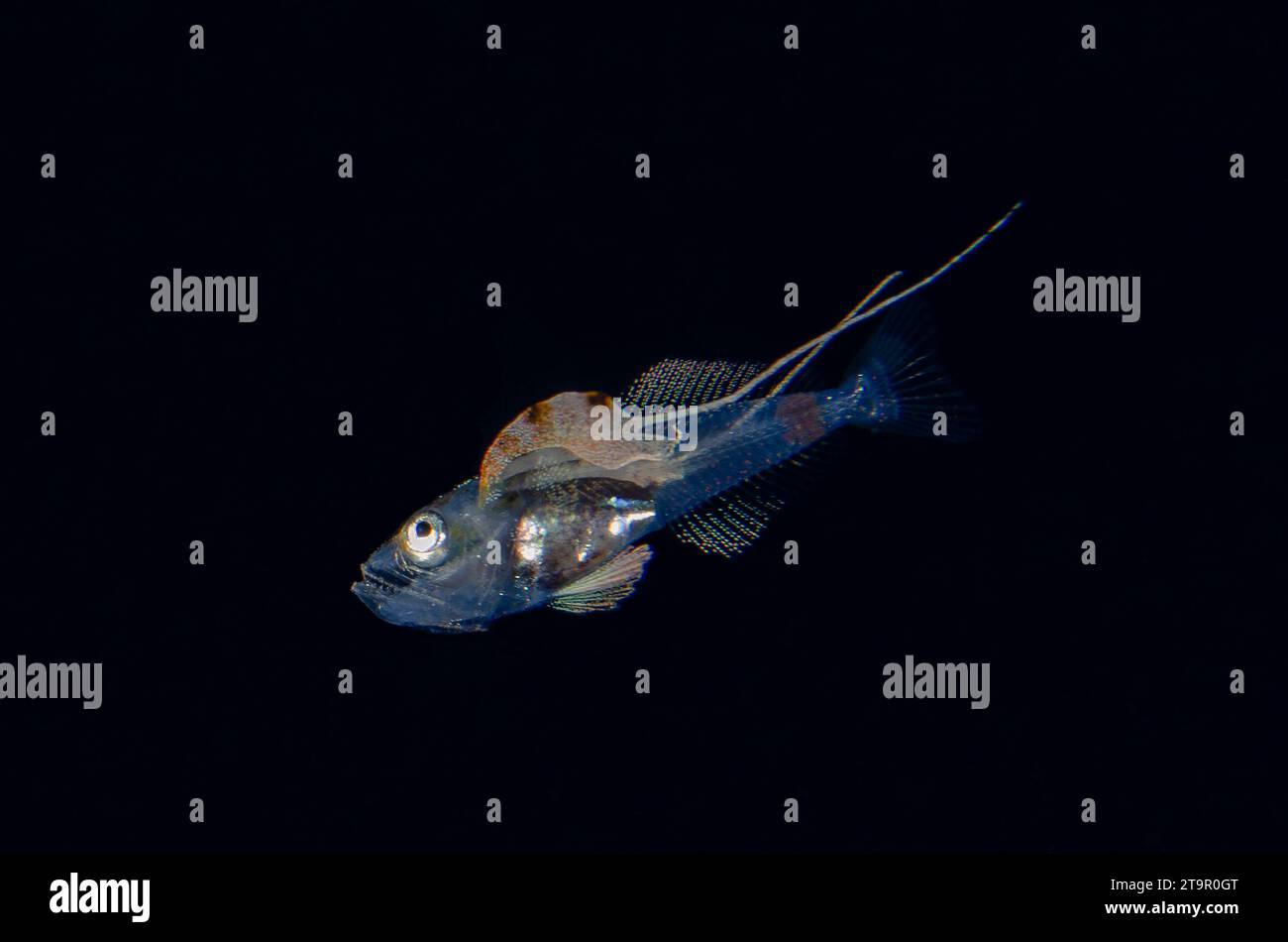 Crocodile Toothfish larva, Champsodon sp, with long filaments on fins ...