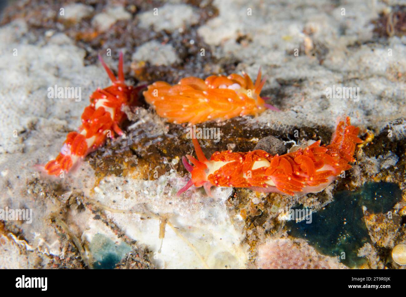 Trio of Tenellia Nudibranches, Tenellia sp, Big Tree dive site, Seraya ...
