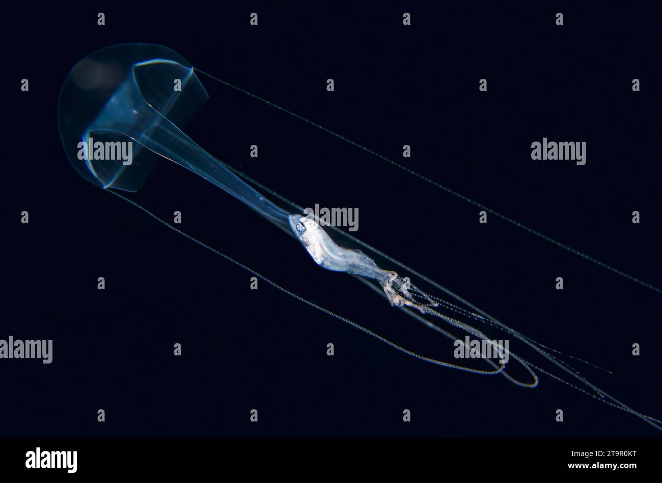Jellyfish, Hydrozoa Class, with trapped fish, Actinopterygii Class ...