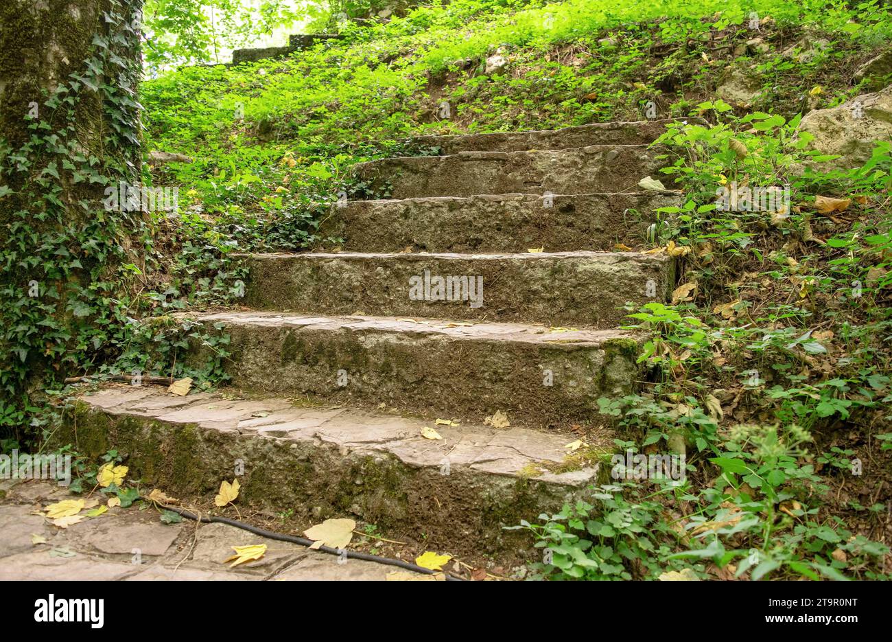 Old ancient stone stairs in a forest nature. Steps among green grass ...