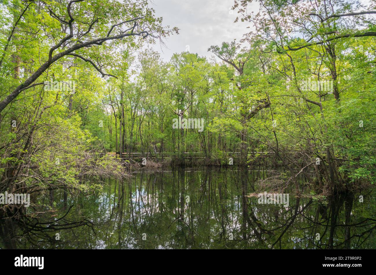 The Swampy Creek at Moores Creek National Battlefield, NPS Site Stock ...