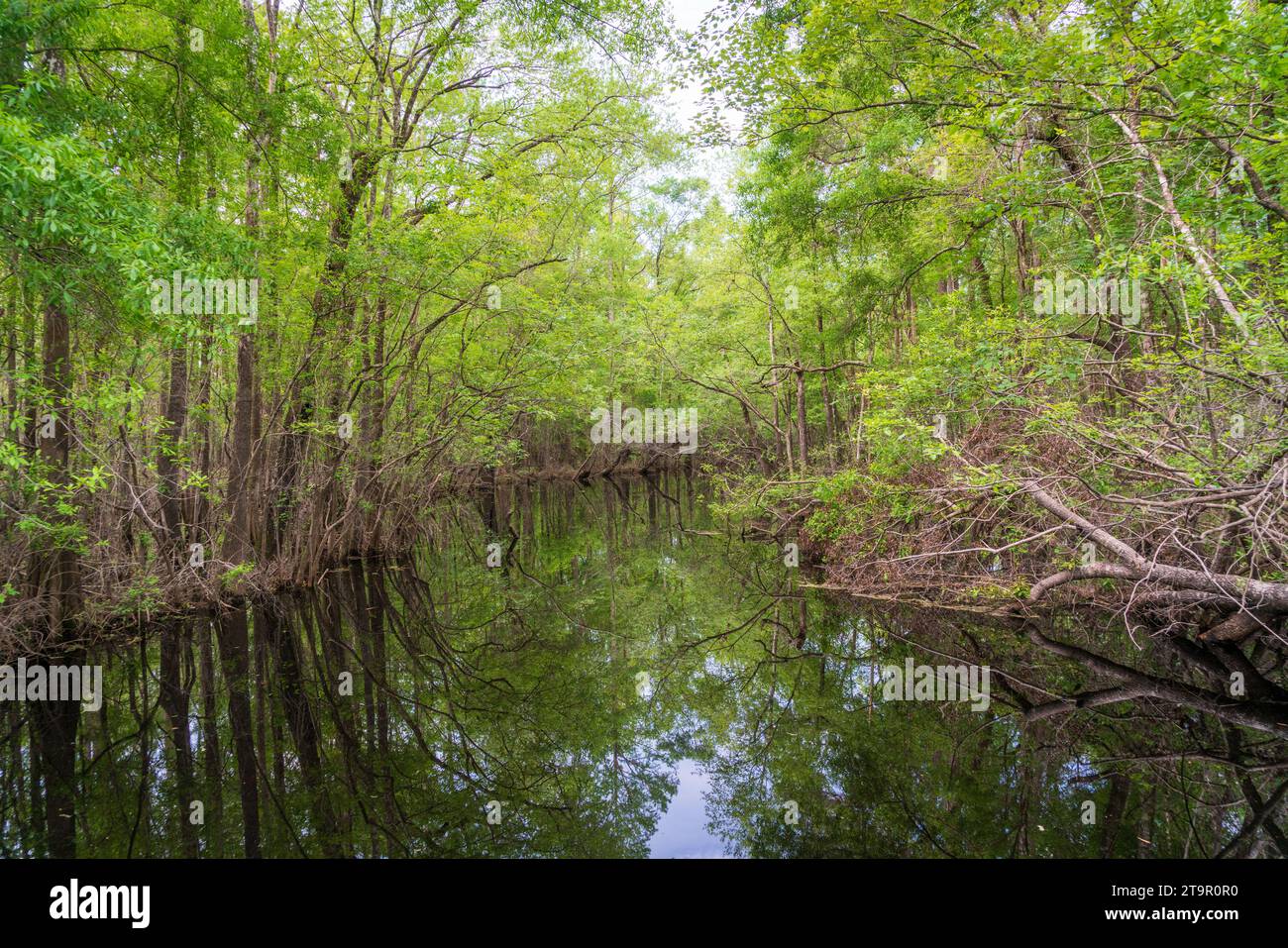 The Swampy Creek at Moores Creek National Battlefield, NPS Site Stock ...