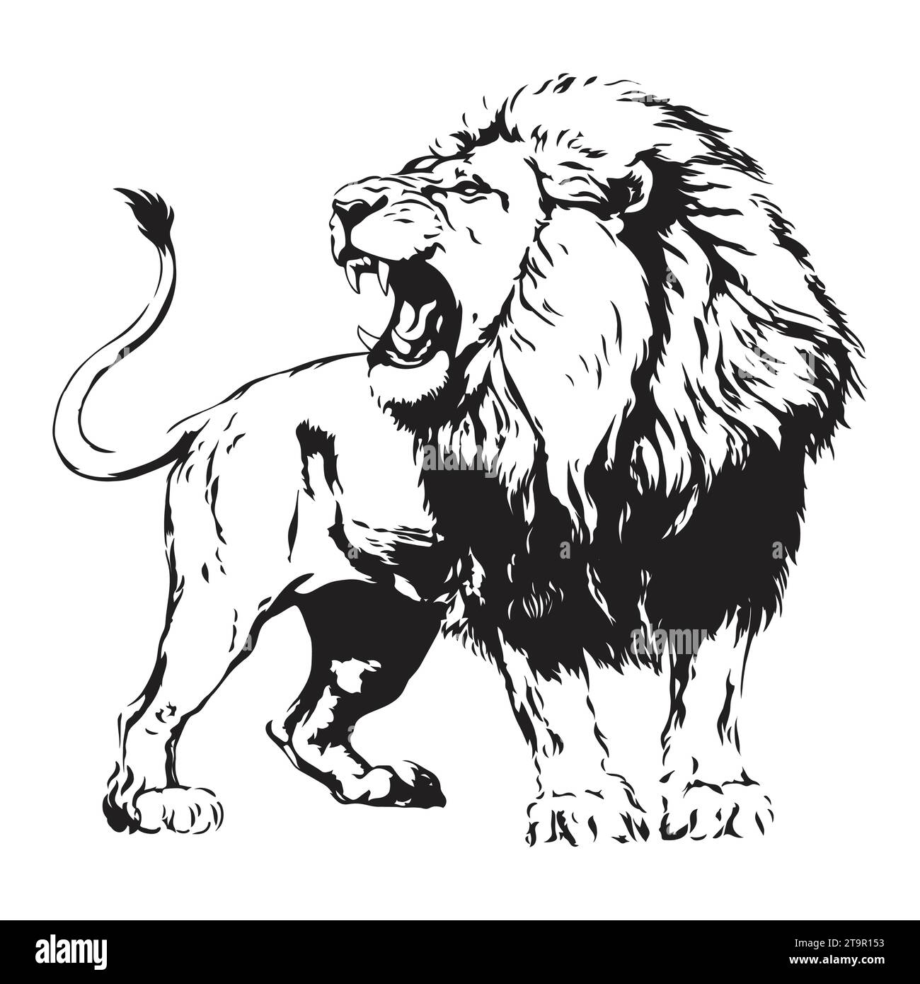 A strong lion with a large mane roars. Angry and hungry beast isolated ...