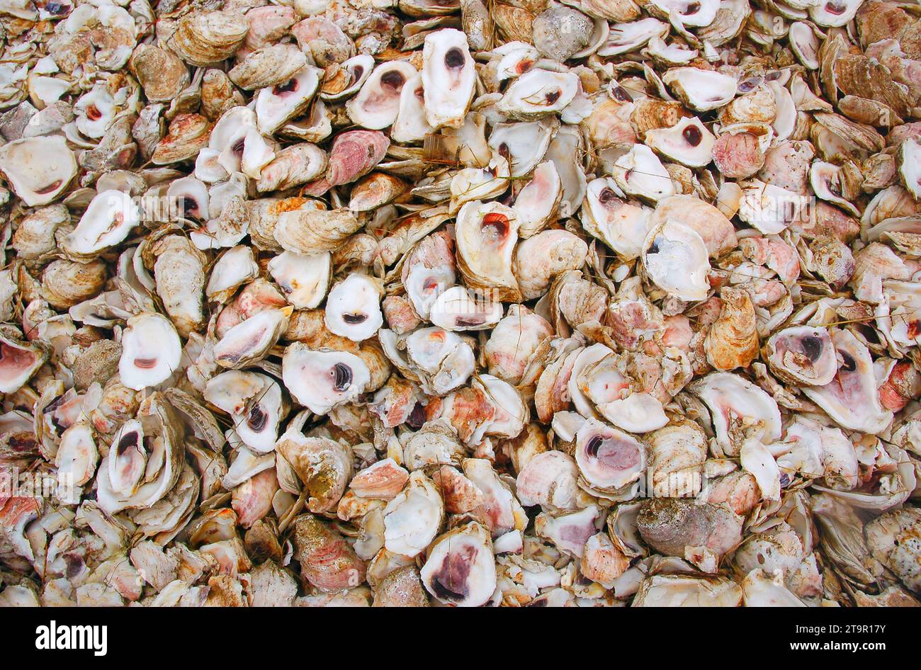 Seashell memorial ornaments hi-res stock photography and images - Alamy