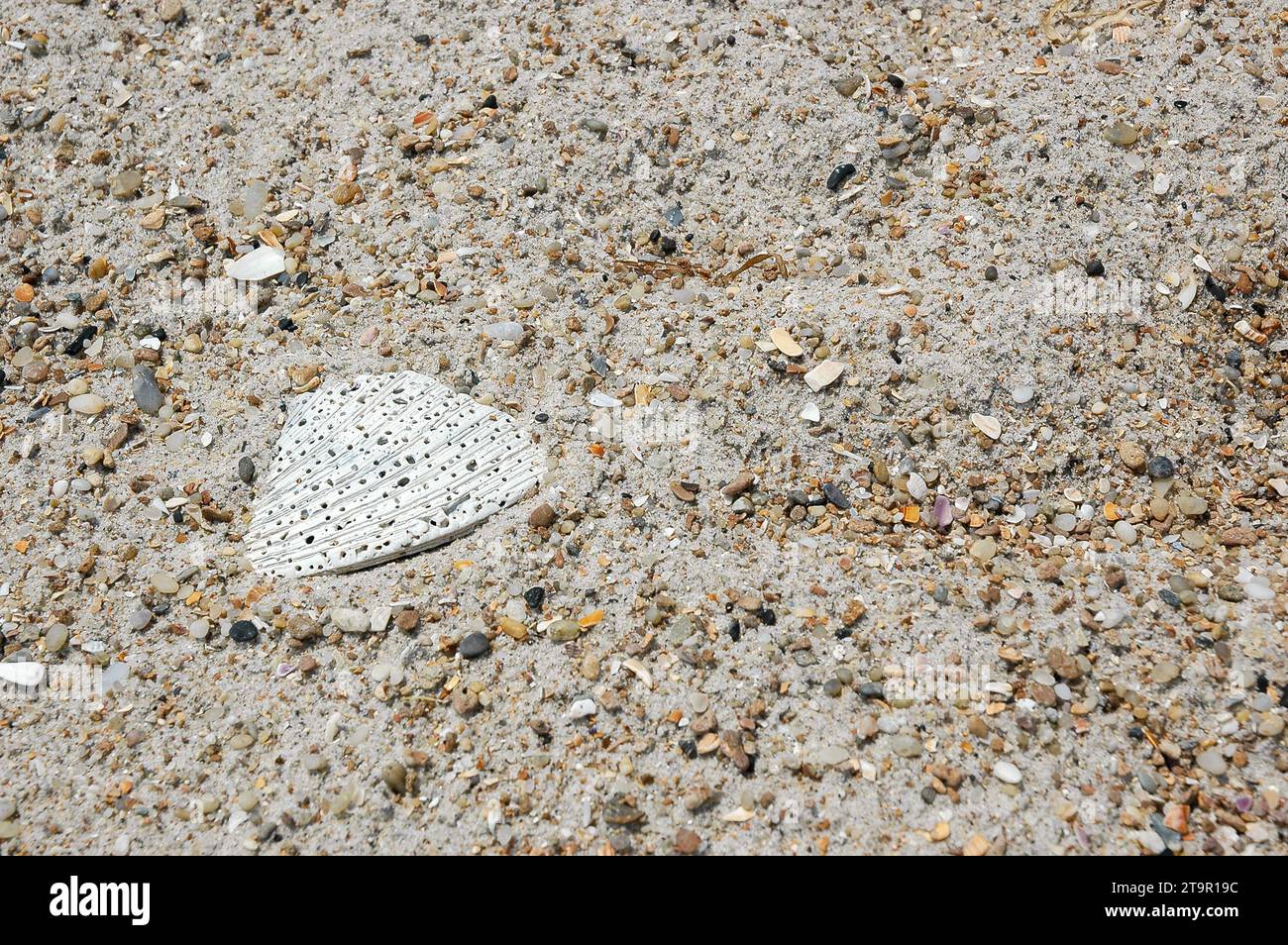 Some Sand and Sea Shells at the Outer Banks Island in North Carolina ...