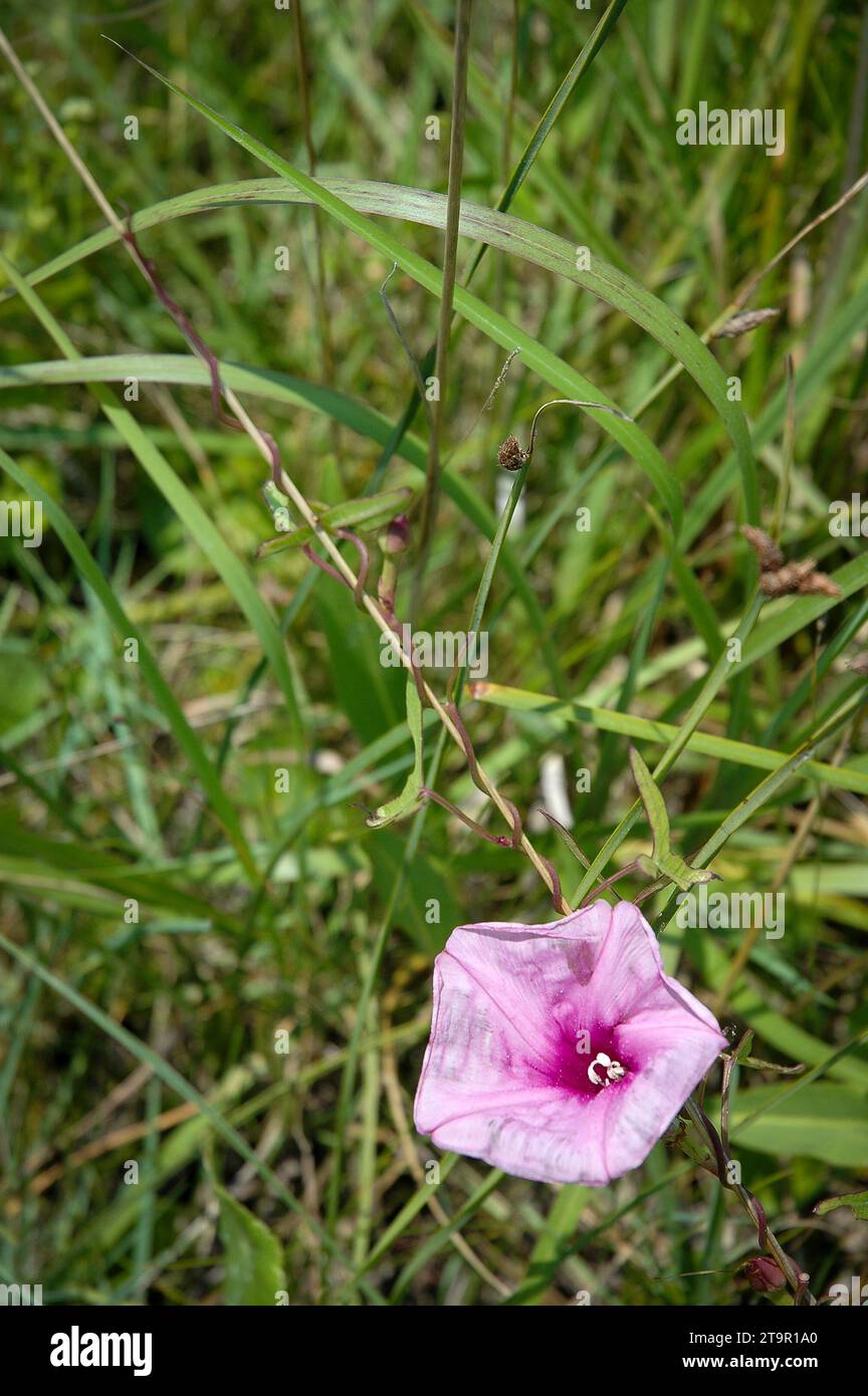 A Purple Flower at the Outer Banks Island in North Carolina Stock Photo ...