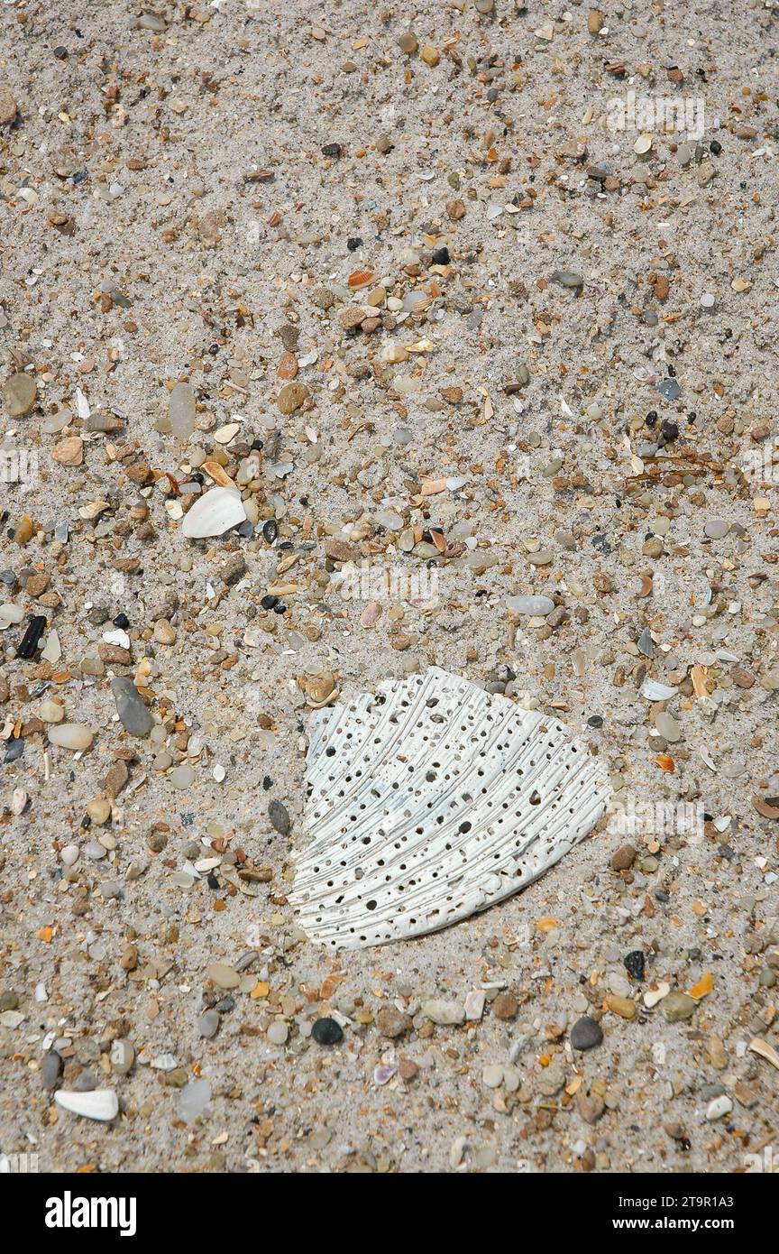 Some Sand and Sea Shells at the Outer Banks Island in North Carolina ...