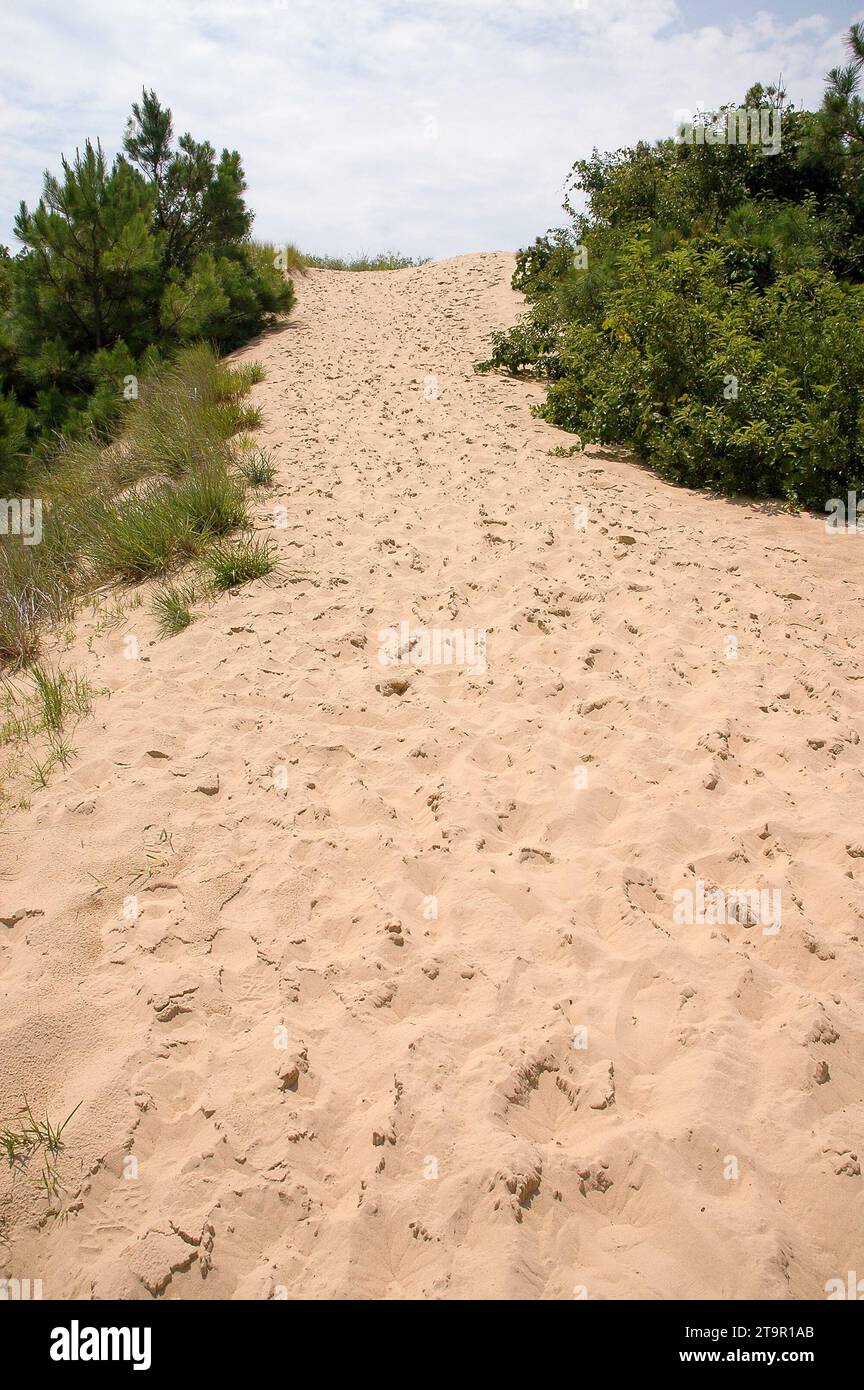 Jockey's Ridge State Park in North Carolina Stock Photo - Alamy