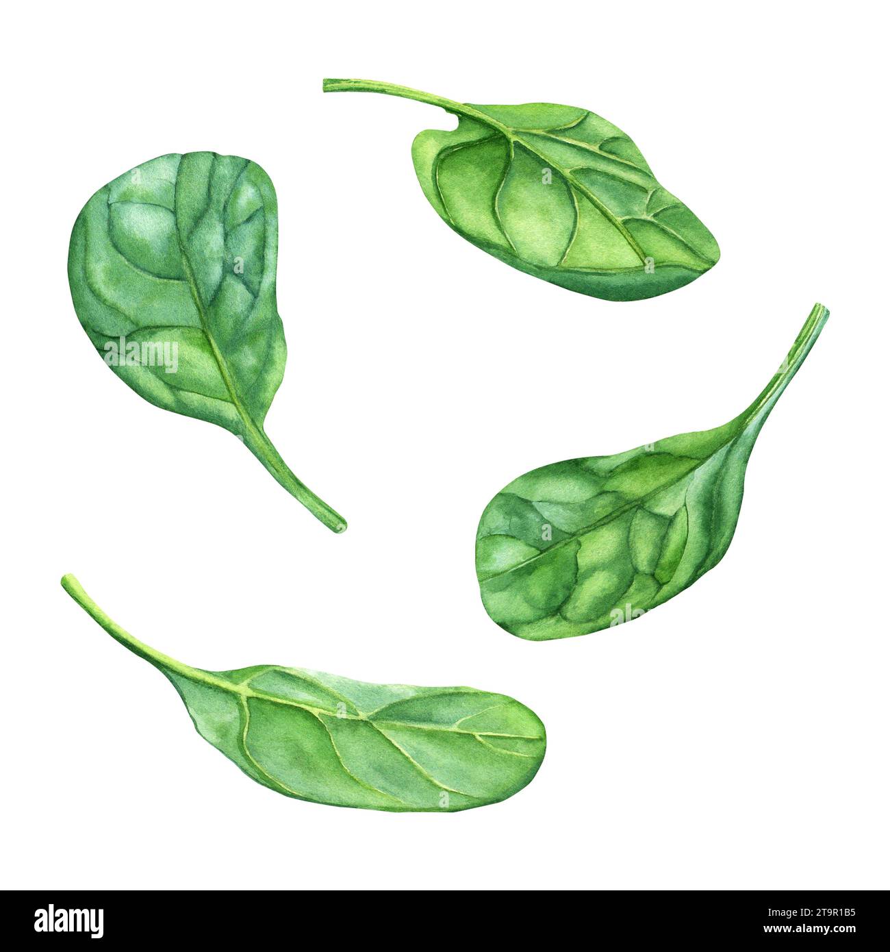 Leafy green flowering plant spinach. Hand drawn watercolor illustration ...