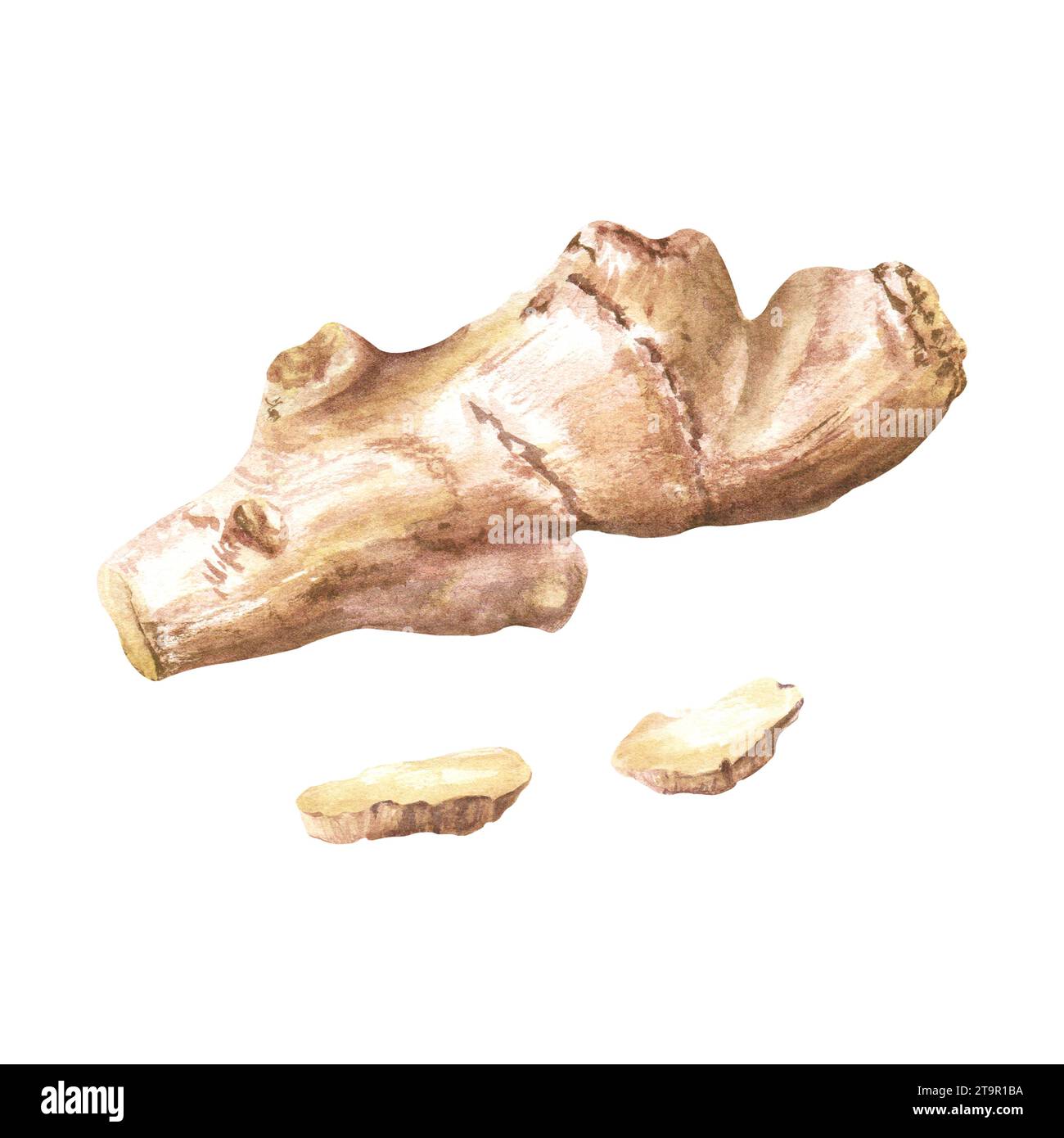 Ginger root and slices. Hand drawn watercolor illustration isolated on ...