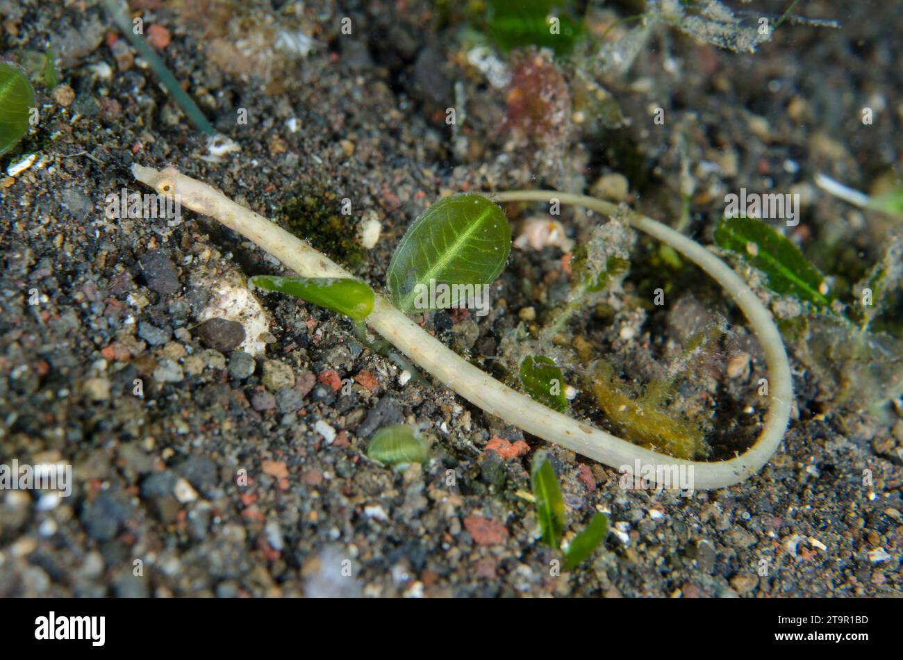 Pygmy Pipefish, Micrognathus pygmaeus, Bulakan Slope dive site, Seraya ...
