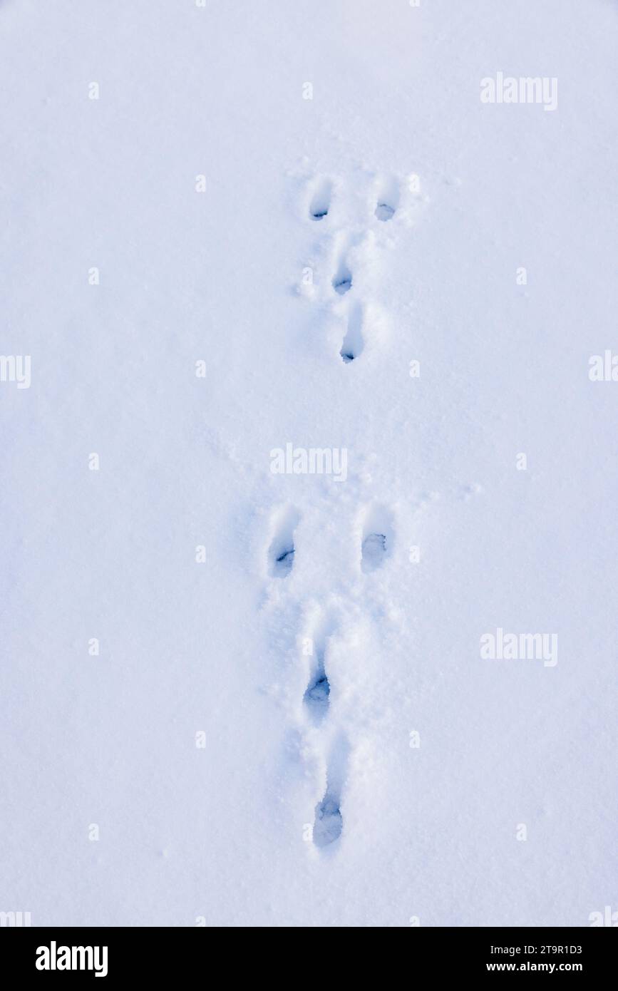 Hare tracks hi-res stock photography and images - Alamy