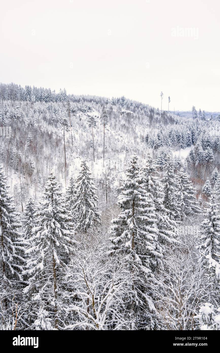 Snowy spruce trees in a forest valley at winter Stock Photo - Alamy