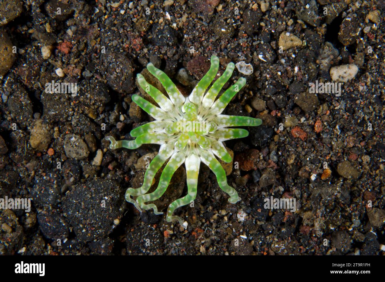 Worm anemone edwardsianthus gilbertensis hi-res stock photography and ...