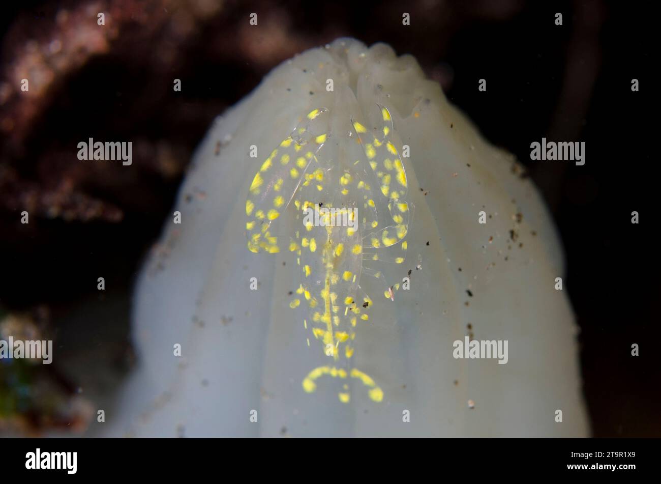 Yellow Spotted Ascidian Shrimp, Dactylonia holthuisi, on Ascidian ...