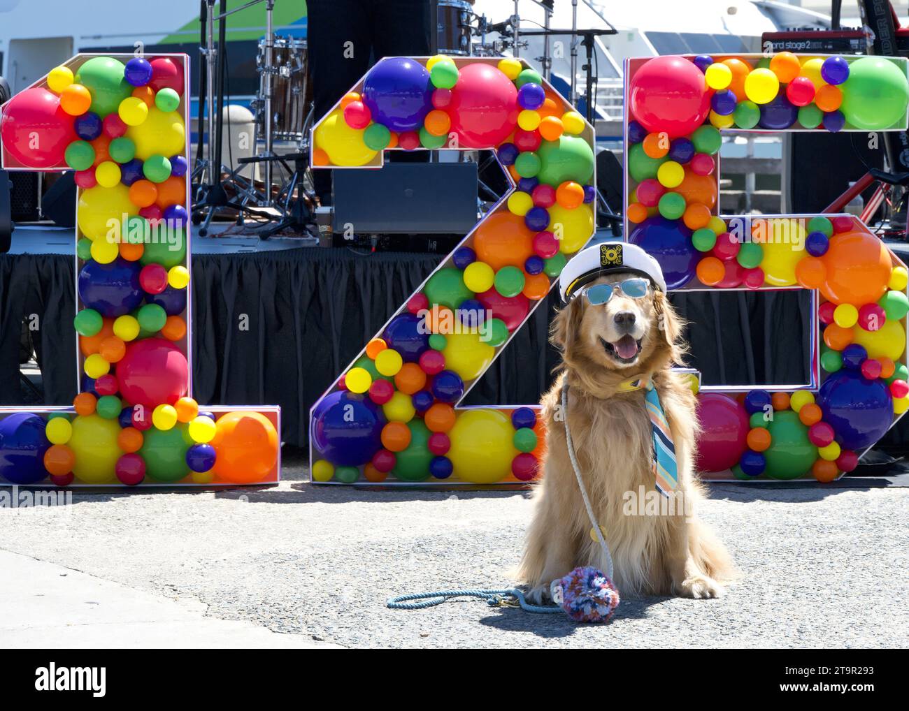 San Francisco, CA - July 13, 2023: Golden retriever wearing a sailor ...