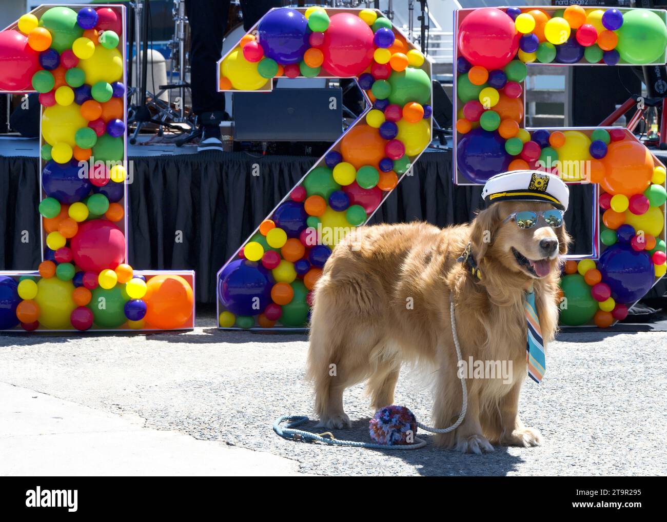 San Francisco, CA - July 13, 2023: Golden retriever wearing a sailor ...
