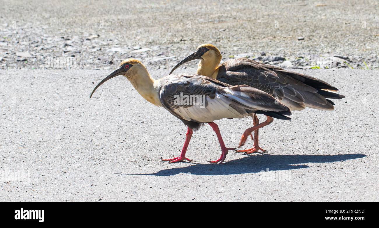Tandem walking hi-res stock photography and images - Alamy