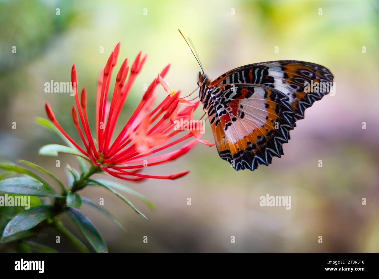 A macro of a beautiful butterfly on a plant at Butterfly Sanctuary ...