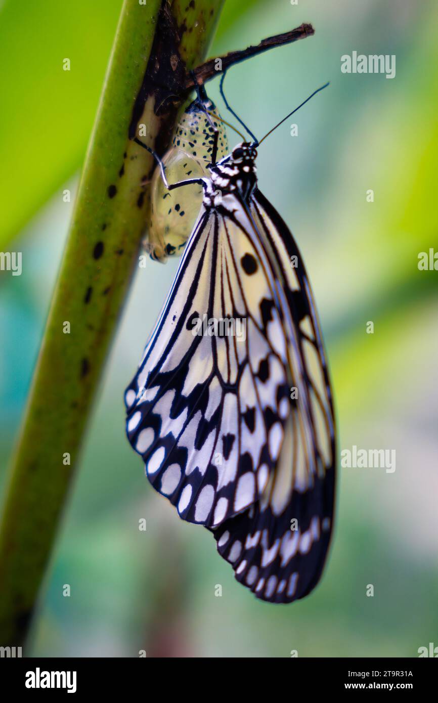 A macro of a beautiful butterfly on a plant at Butterfly Sanctuary ...