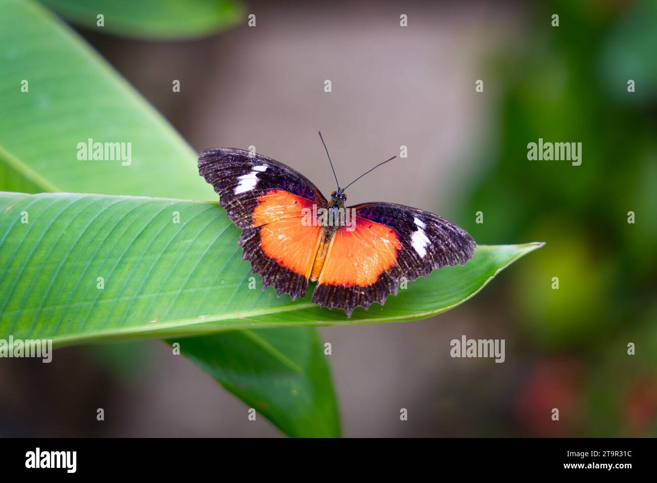A macro of a beautiful butterfly on a plant at Butterfly Sanctuary ...