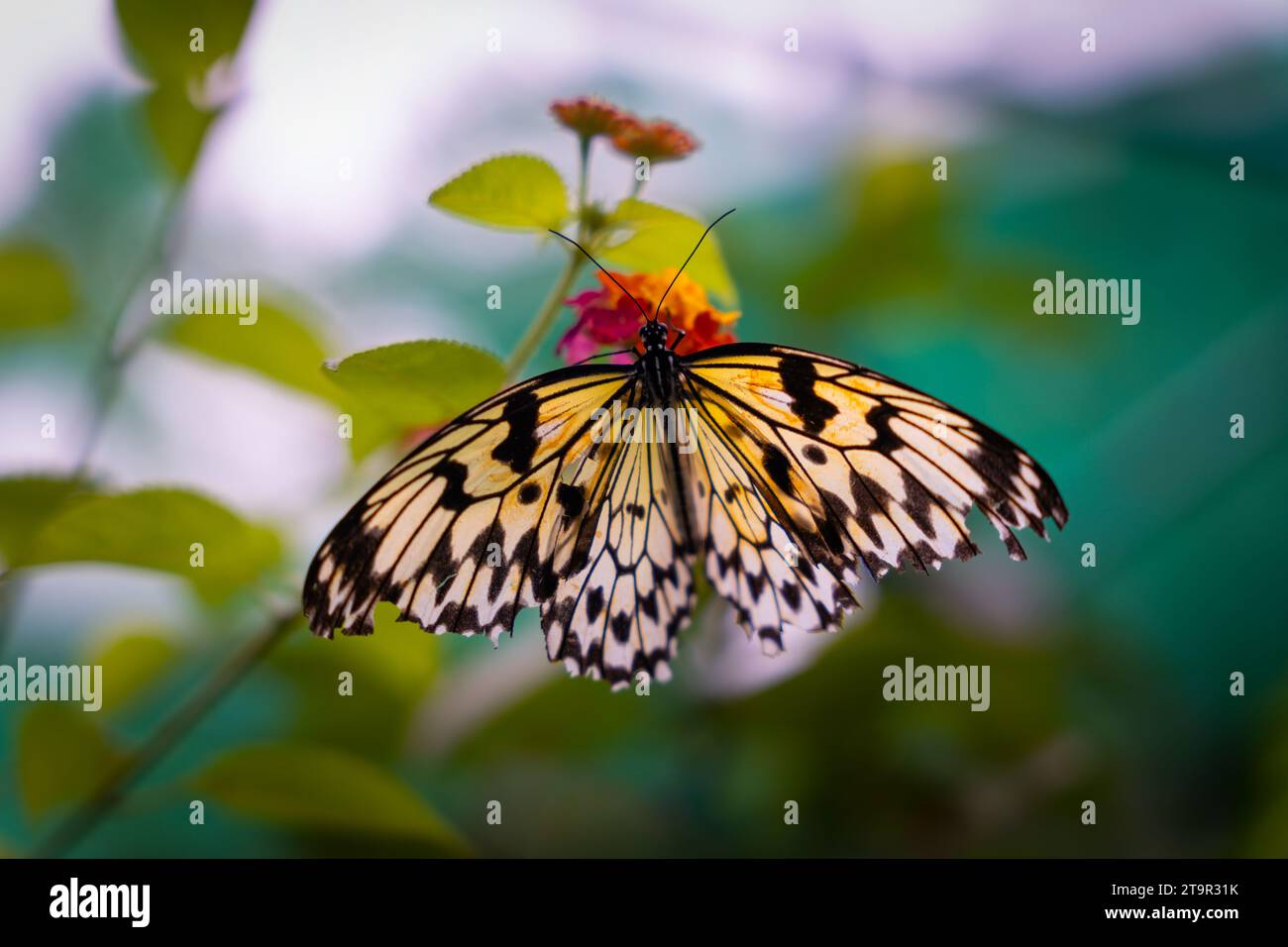 A macro of a beautiful butterfly on a plant at Butterfly Sanctuary ...