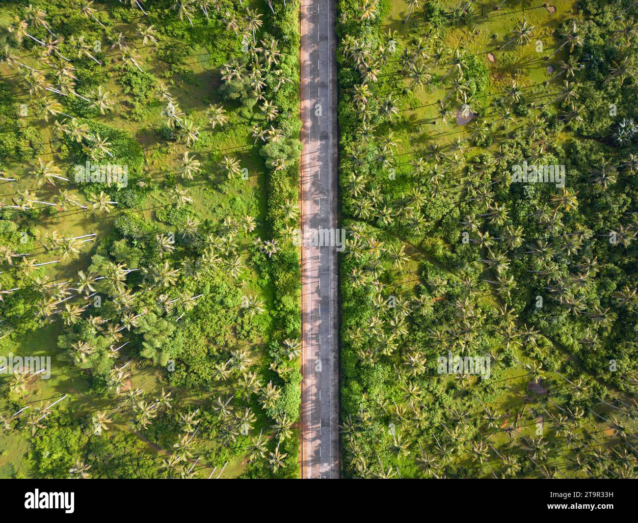A scenic view of Coconut Road, Siargao, Philippines Stock Photo - Alamy