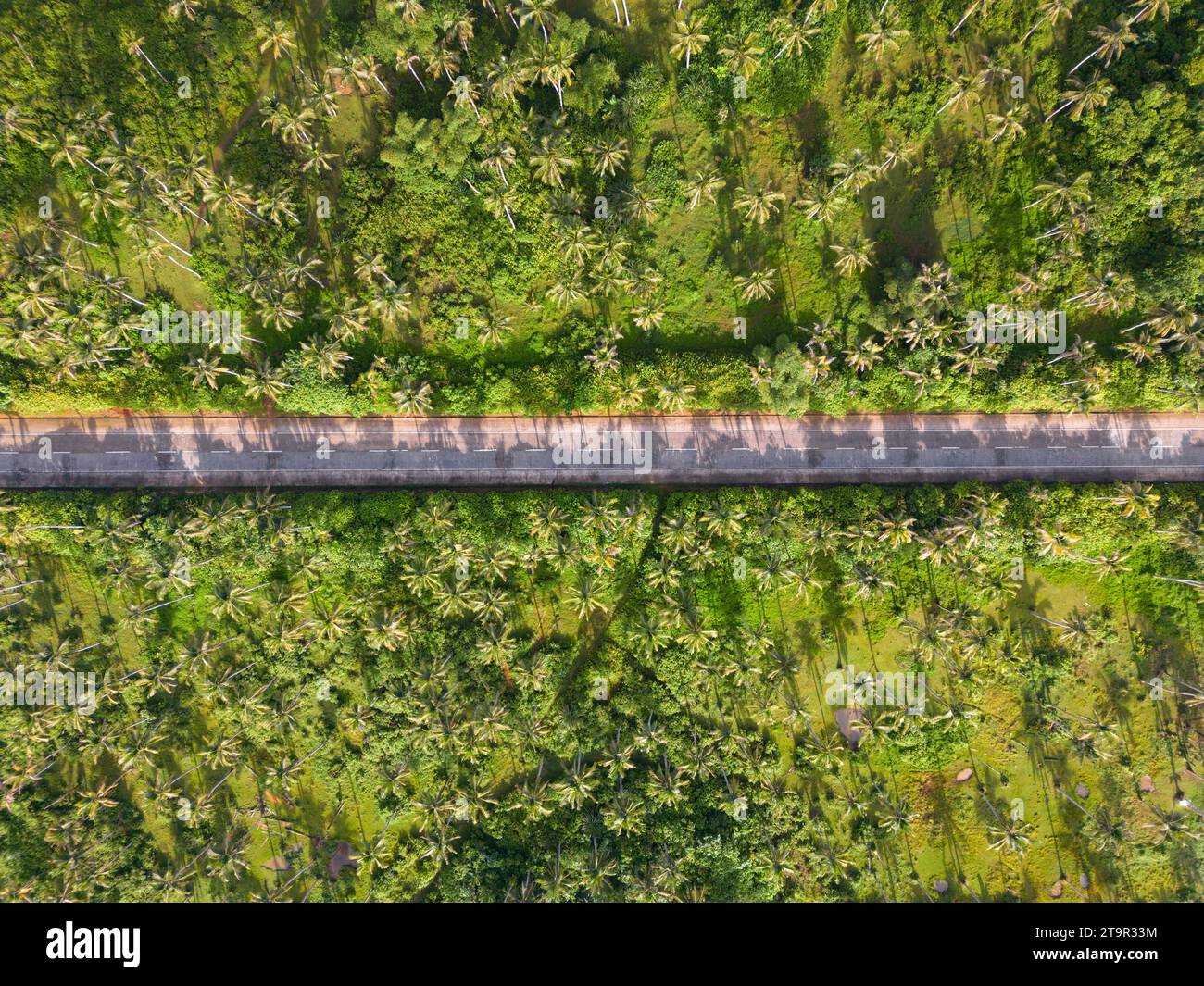 A scenic view of Coconut Road, Siargao, Philippines Stock Photo - Alamy