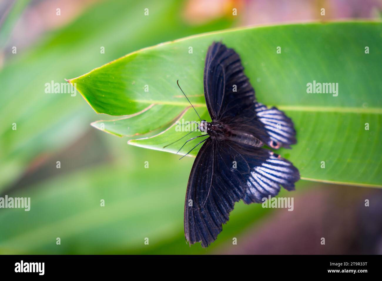 A macro of a beautiful butterfly on a plant at Butterfly Sanctuary ...