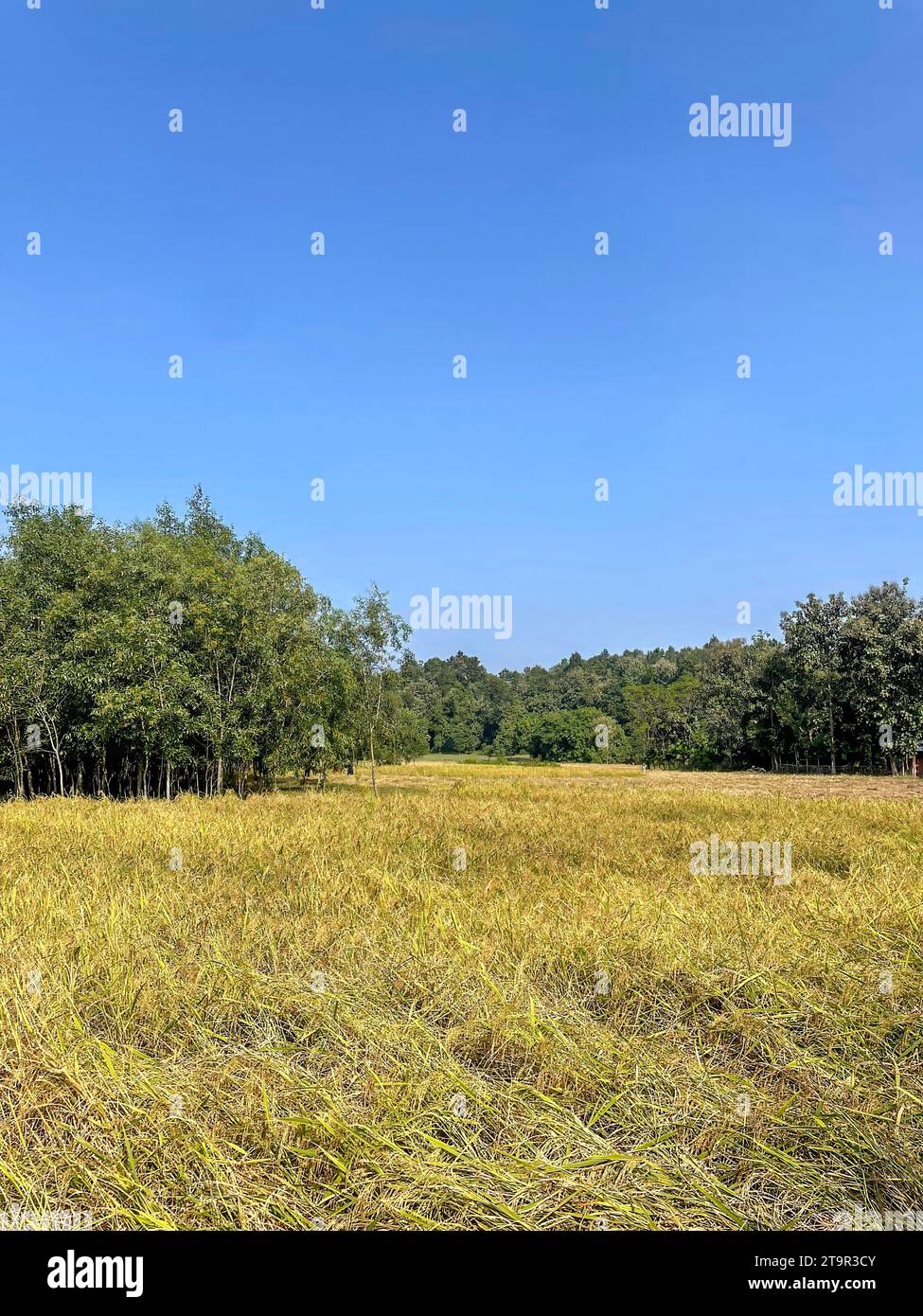 Ripe rice field.this photo was taken from Chittagong,Bangladesh Stock ...